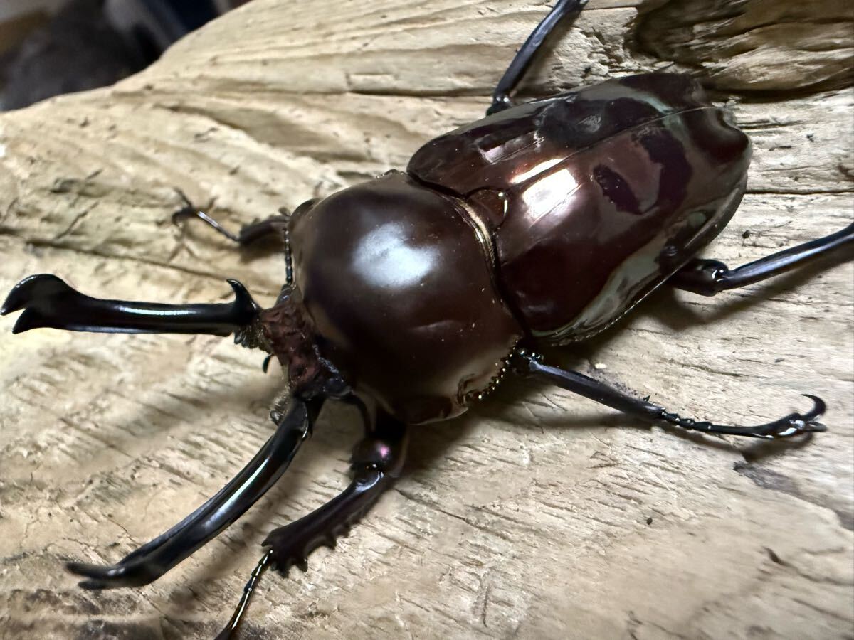 Yahoo!オークション - PMR-R血統 ニジイロクワガタ ダークレッド CBF16...