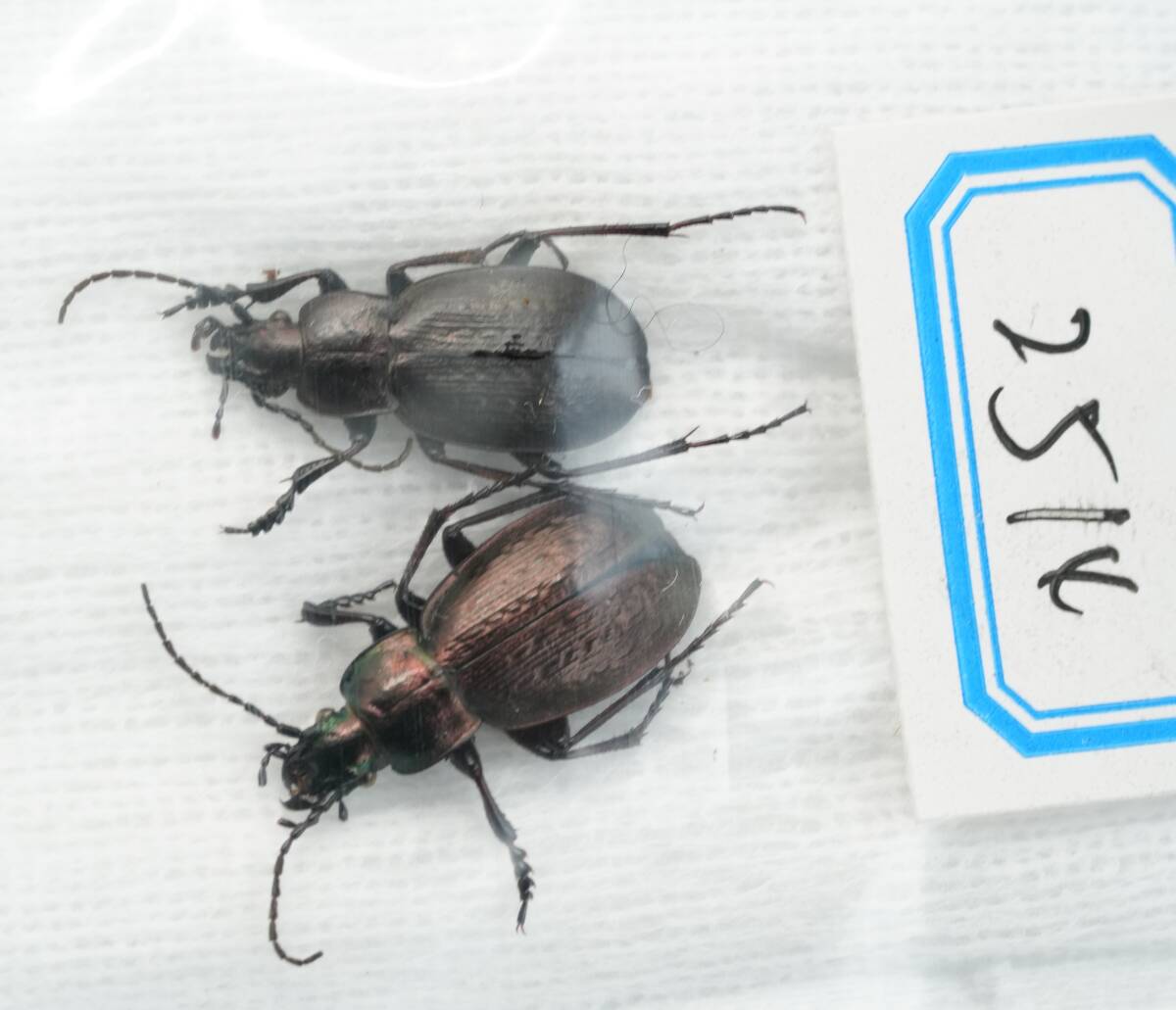 Yahoo!オークション - 2574 四川省産 オサムシ A1 標本 PA