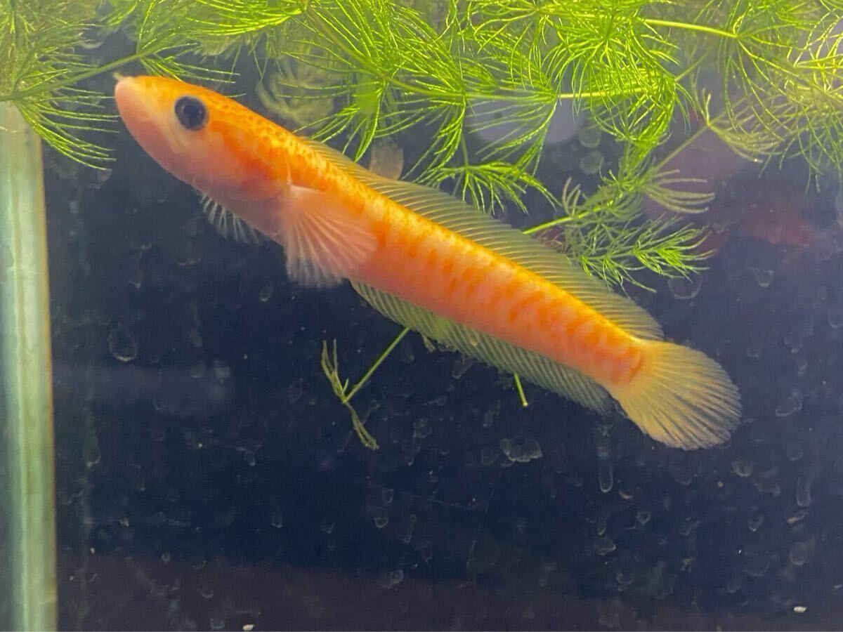 Yahoo!オークション - ゴールデン レッドギャラクシー コウタイ 約10cm