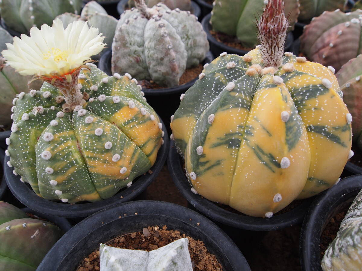 Yahoo!オークション - サボテン種子 瑞鳳兜錦 50粒 2598