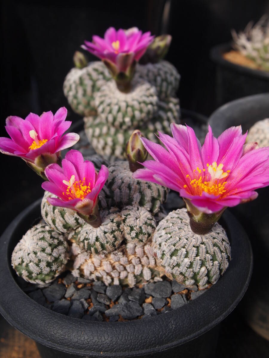 Yahoo!オークション - サボテン種子 赤花精巧殿 30粒 2562