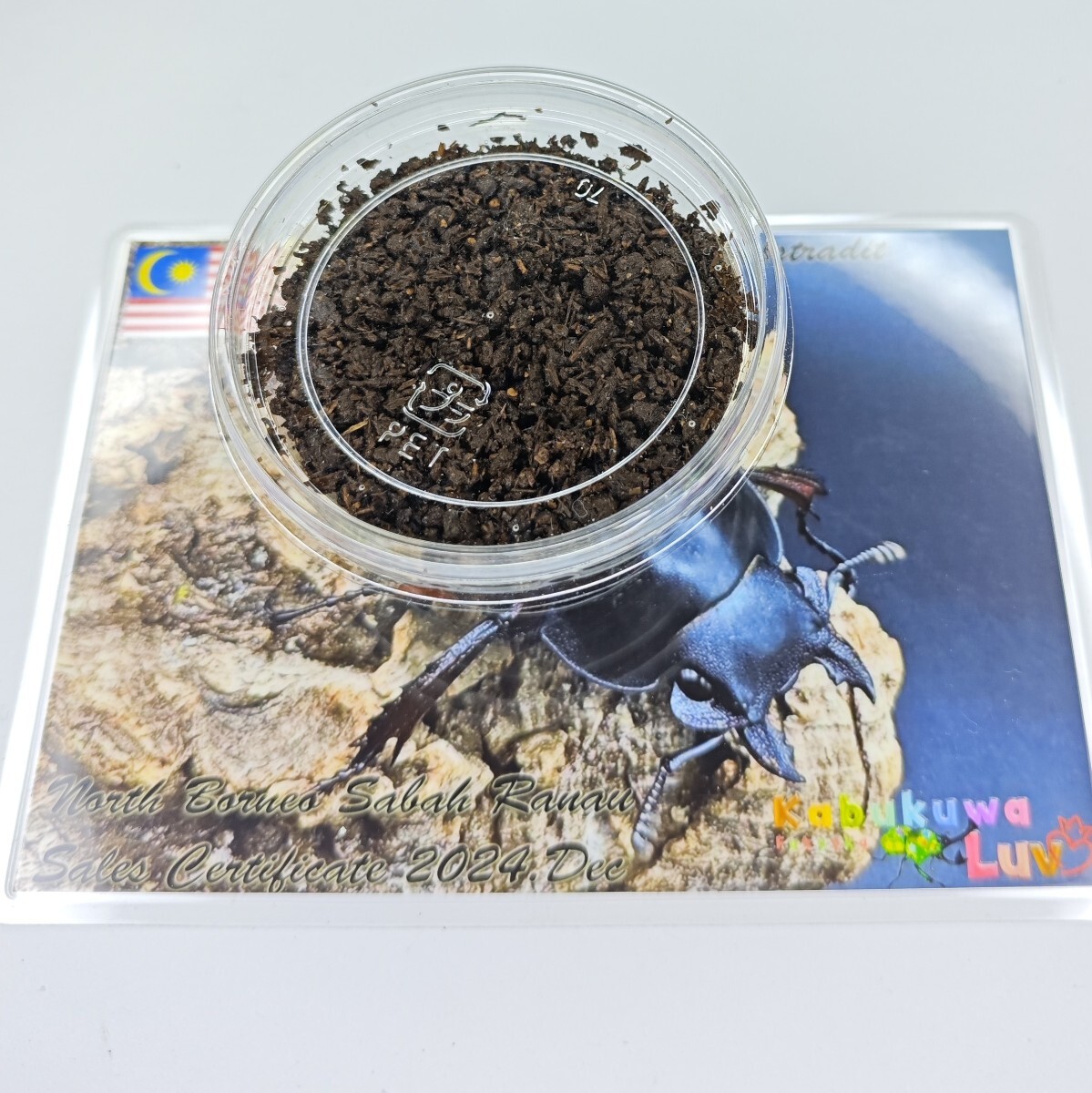 Yahoo!オークション - 《WF1》フェモラリス・waterstradti 初～2令幼...