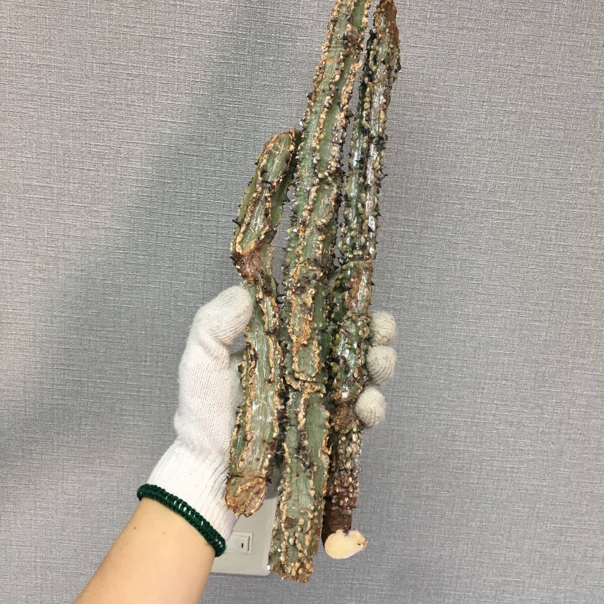 Yahoo!オークション - S11・3株セット 4/26 到着 アデニア アクレアー...