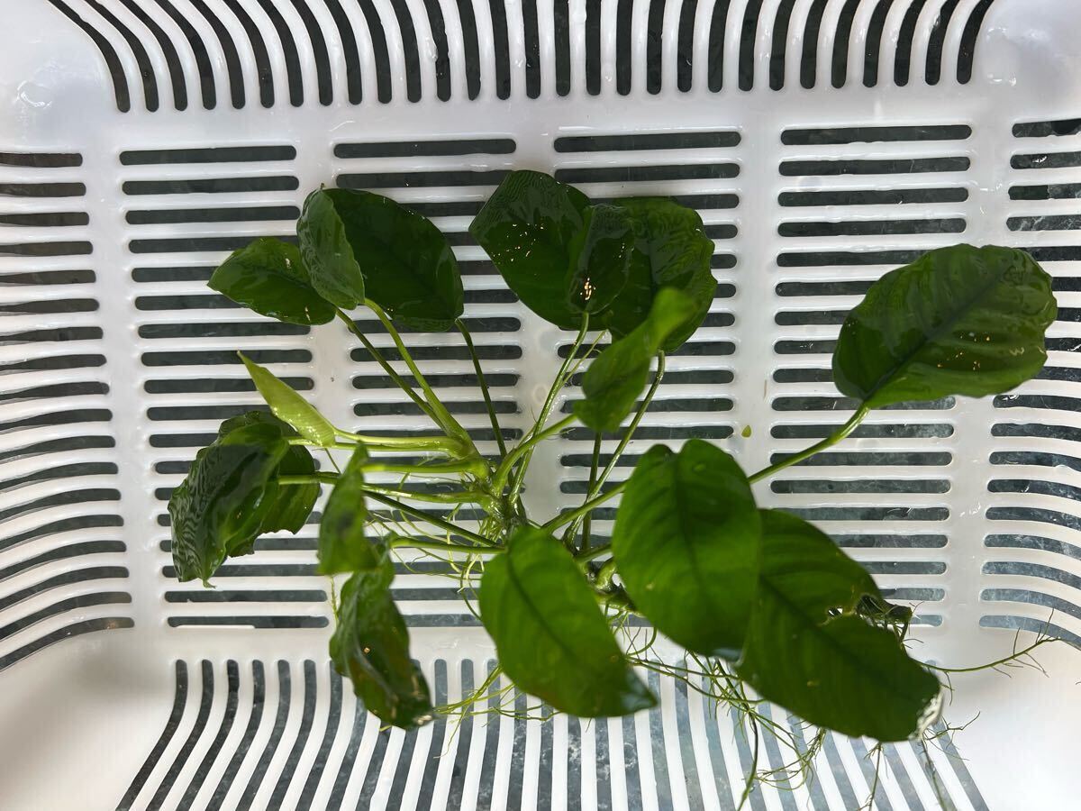 Yahoo!オークション - 無農薬 アヌビアスナナ 特大株 041A