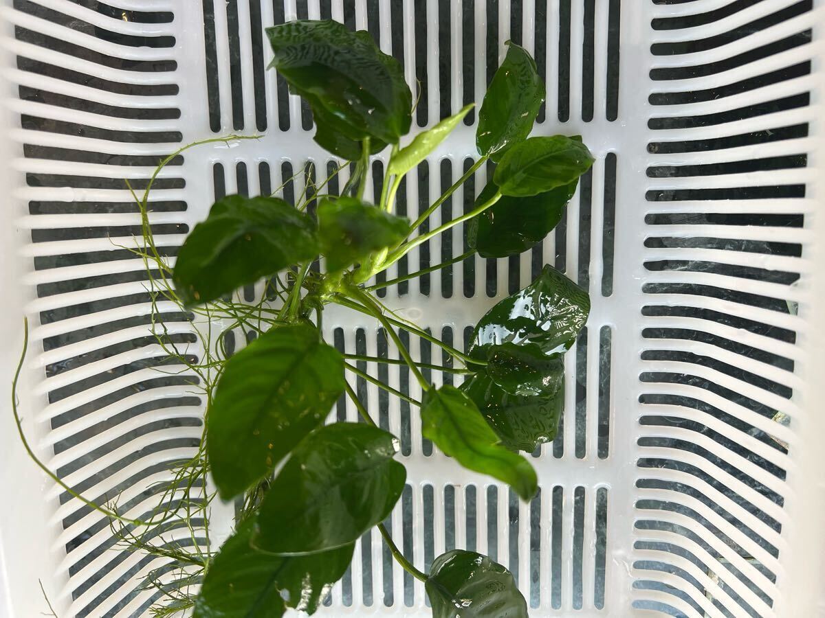 Yahoo!オークション - 無農薬 アヌビアスナナ 特大株 041A