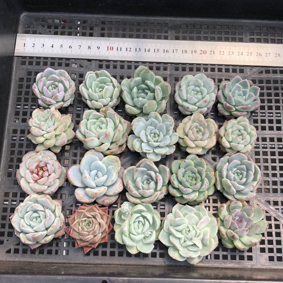 Yahoo!オークション - Top エケベリア 20個 0414K-O118 多肉植物 カッ...