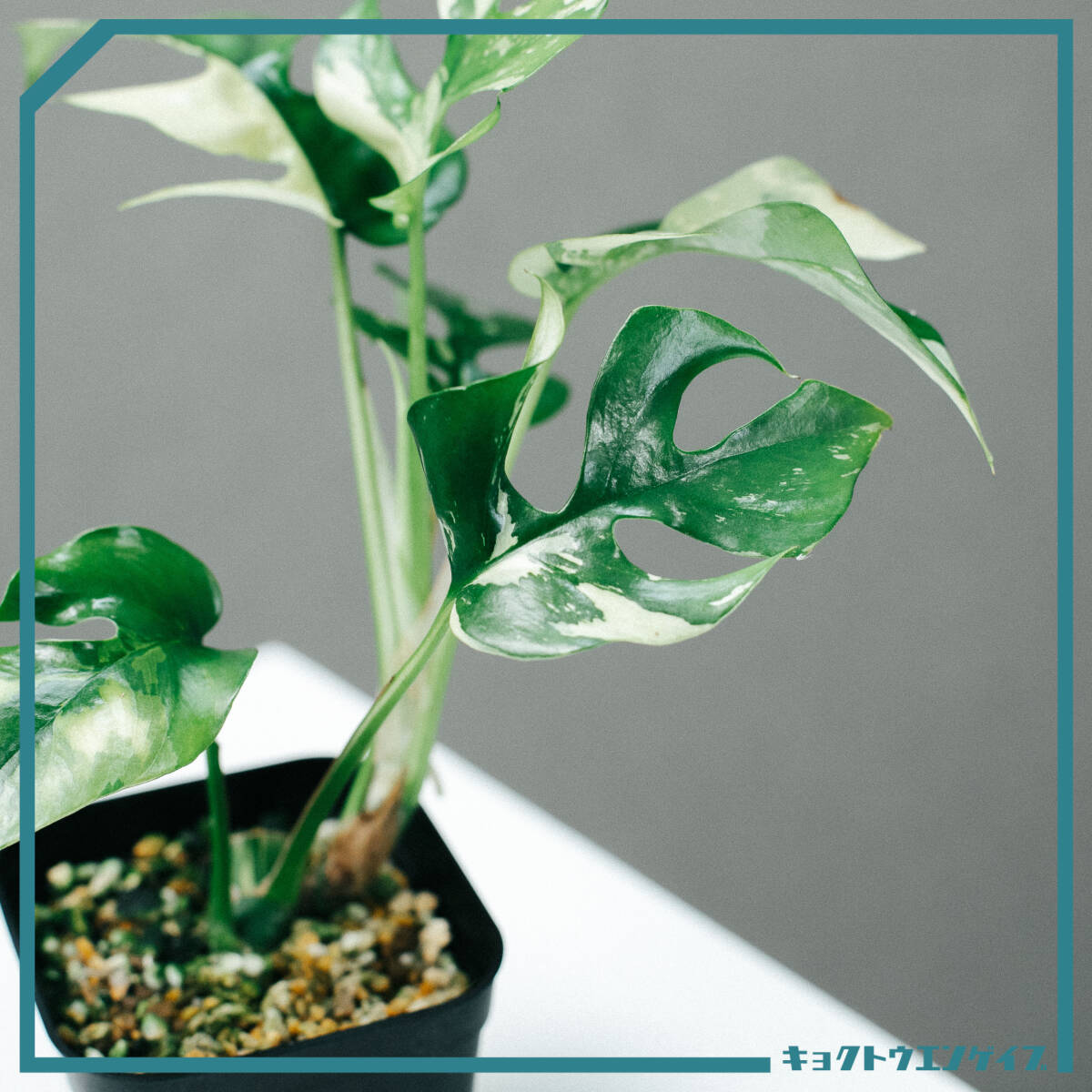 Yahoo!オークション - Rhaphidophora tetrasperma ‘Paragon’ Variega...