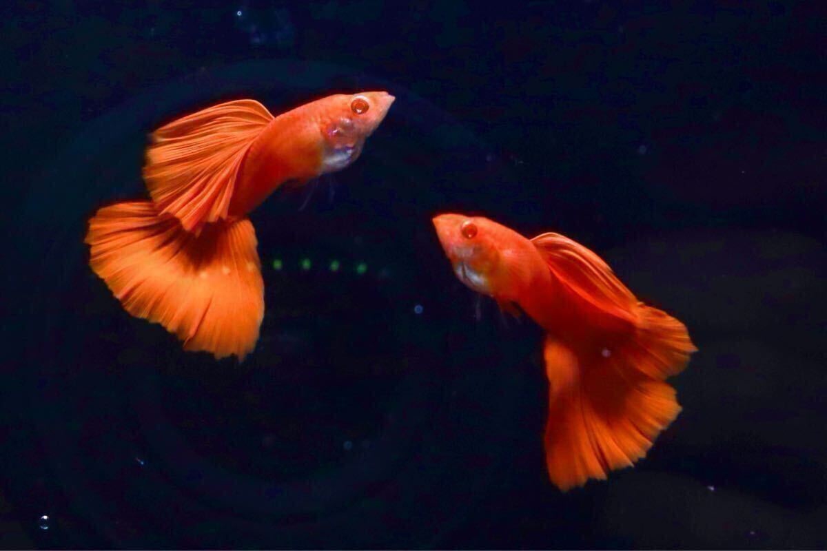 Yahoo!オークション - 〈20〉 メガドーサル rreaフルレッド 10匹 生後1...