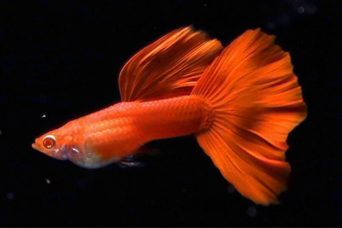 Yahoo!オークション - 〈20〉 メガドーサル rreaフルレッド 10匹 生後1...