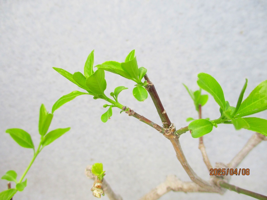 Yahoo!オークション - [讃岐屋緑兵衛]マユミ(41152駄温鉢)全高 34㎝ 同...