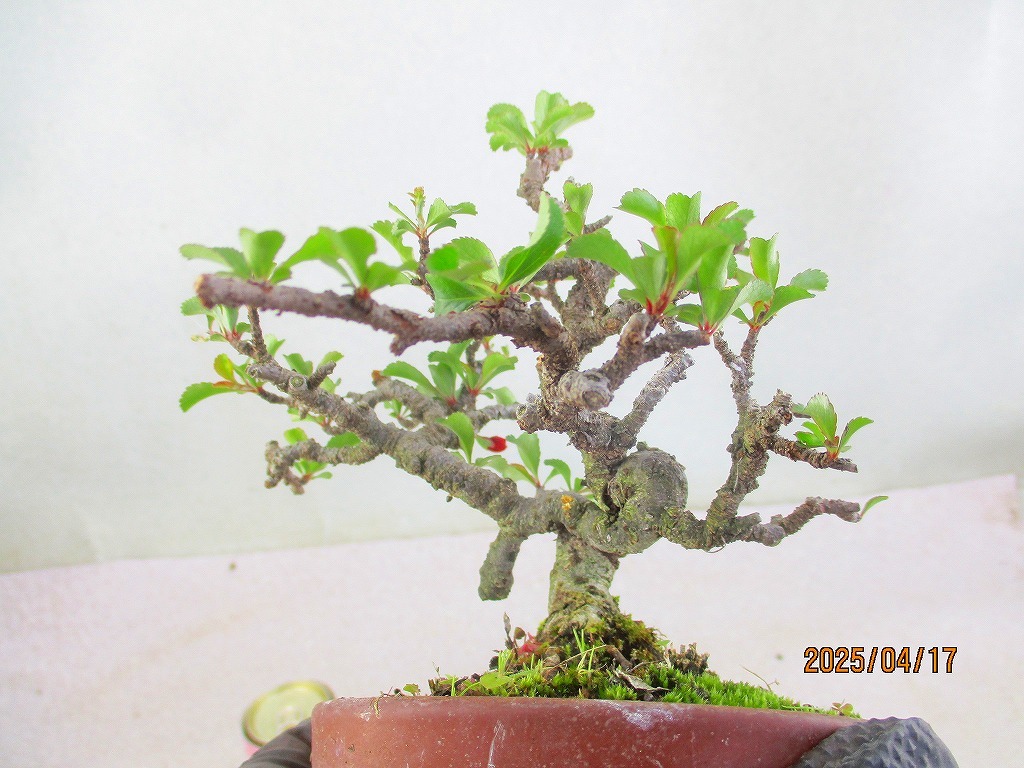 Yahoo!オークション - [讃岐屋緑兵衛] 長寿梅 (42117駄温鉢)全高 20㎝