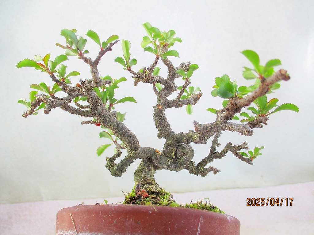 Yahoo!オークション - [讃岐屋緑兵衛] 長寿梅 (42117駄温鉢)全高 20㎝