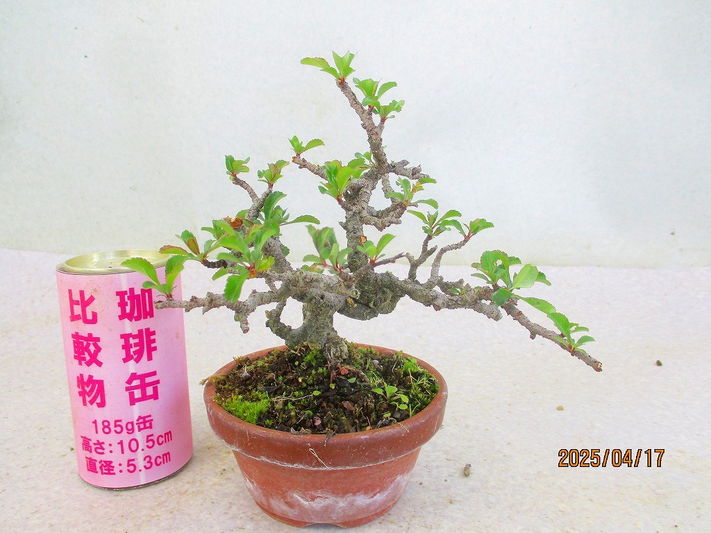 Yahoo!オークション - [讃岐屋緑兵衛] 長寿梅 (42117駄温鉢)全高 20㎝