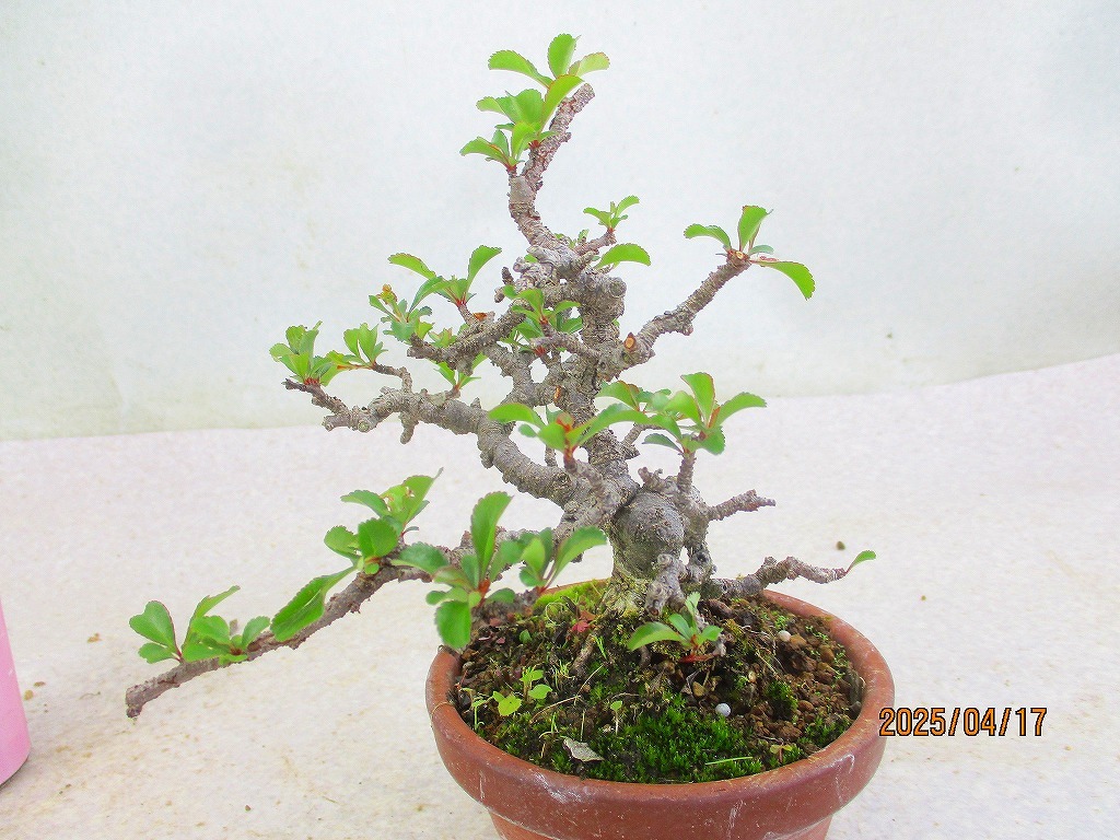 Yahoo!オークション - [讃岐屋緑兵衛] 長寿梅 (42117駄温鉢)全高 20㎝