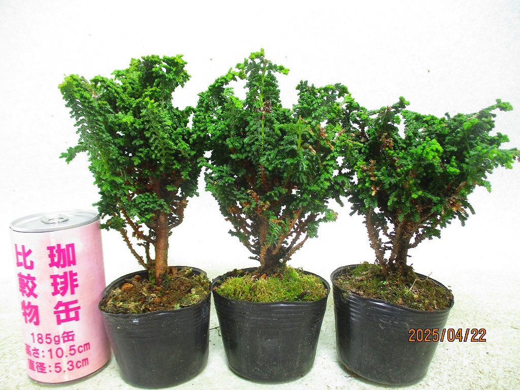 Yahoo!オークション - [讃岐屋緑兵衛] 石化ヒノキ 3点組 (42566)全高 2...