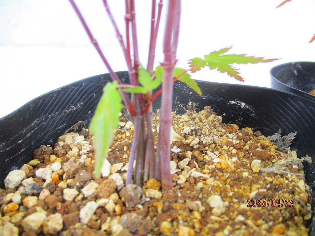 Yahoo!オークション - [讃岐屋緑兵衛] イロハモミジ 寄植 3点組 (42741...