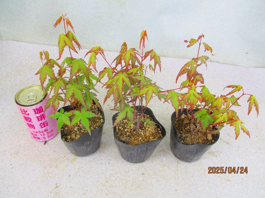 Yahoo!オークション - [讃岐屋緑兵衛] イロハモミジ 寄植 3点組 (42741...