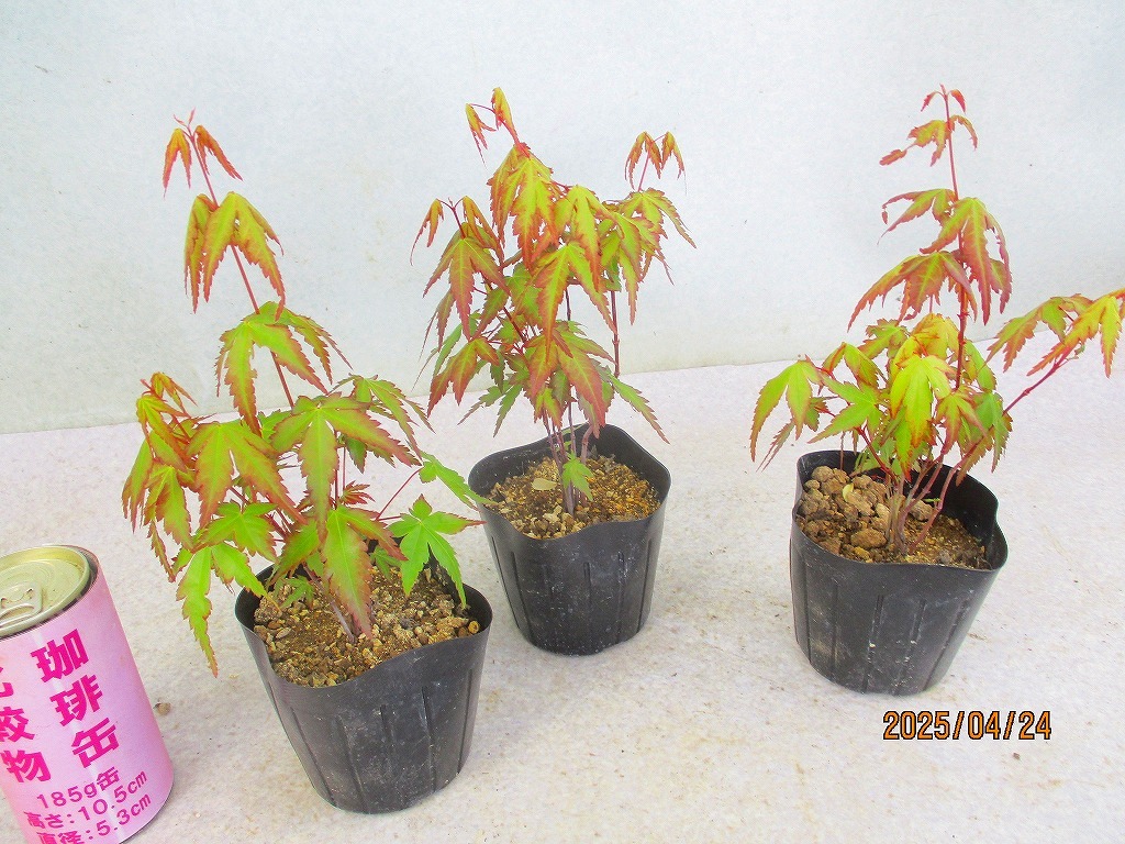 Yahoo!オークション - [讃岐屋緑兵衛] イロハモミジ 寄植 3点組 (42741...