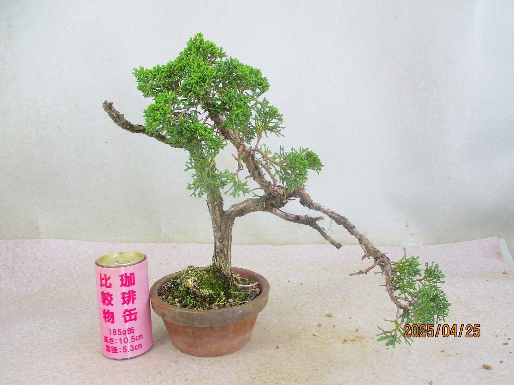 Yahoo!オークション - [讃岐屋緑兵衛] 真柏 (42893駄温鉢)全高 32㎝ 同...