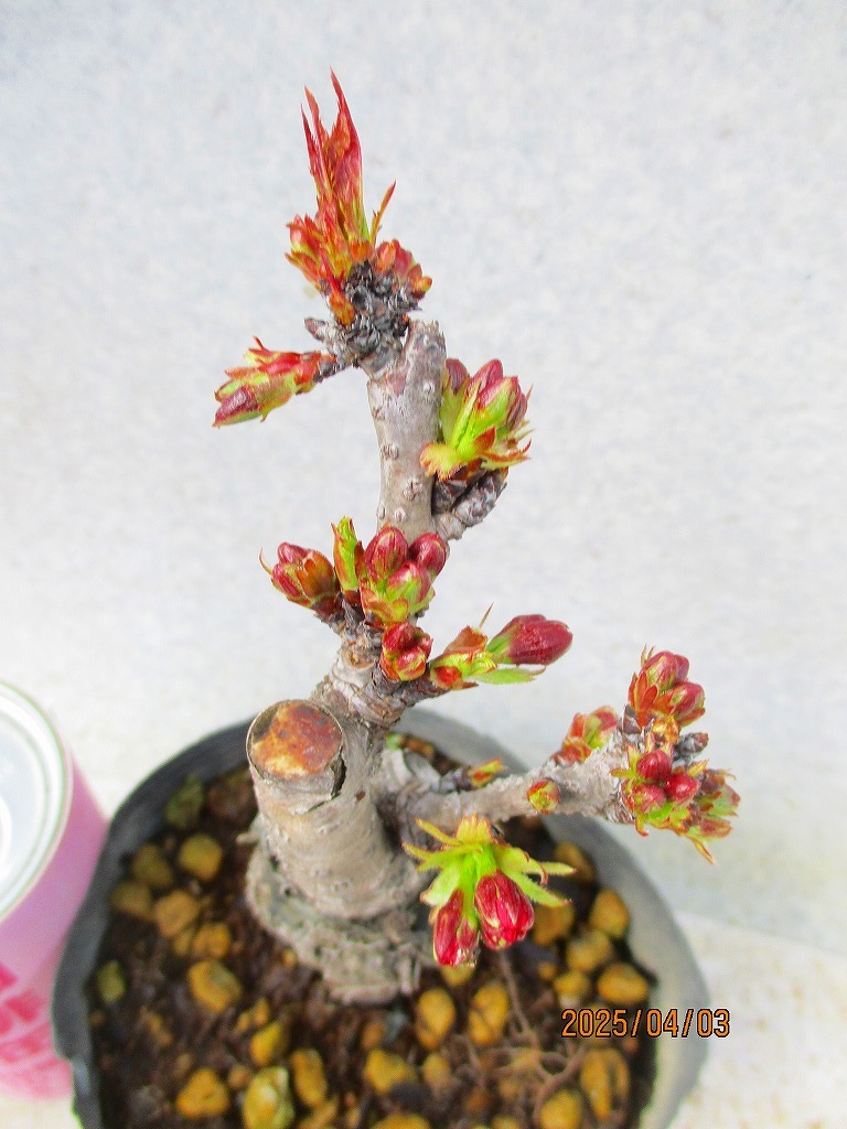 Yahoo!オークション - [讃岐屋緑兵衛] 旭山桜 4/3蕾～花変化想定 (4388...