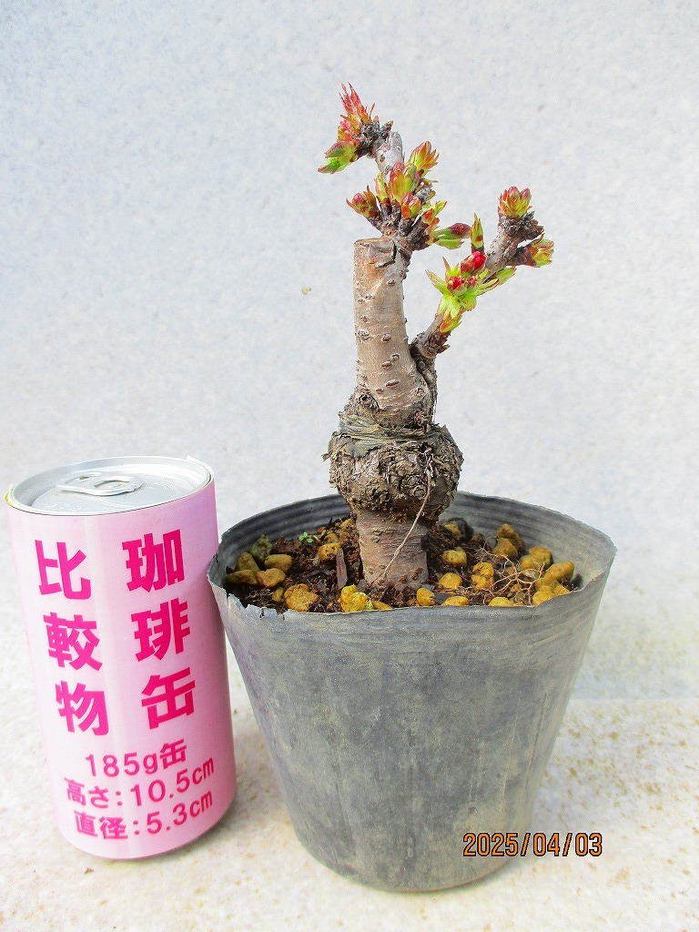 Yahoo!オークション - [讃岐屋緑兵衛] 旭山桜 4/3蕾～花変化想定 (4388...