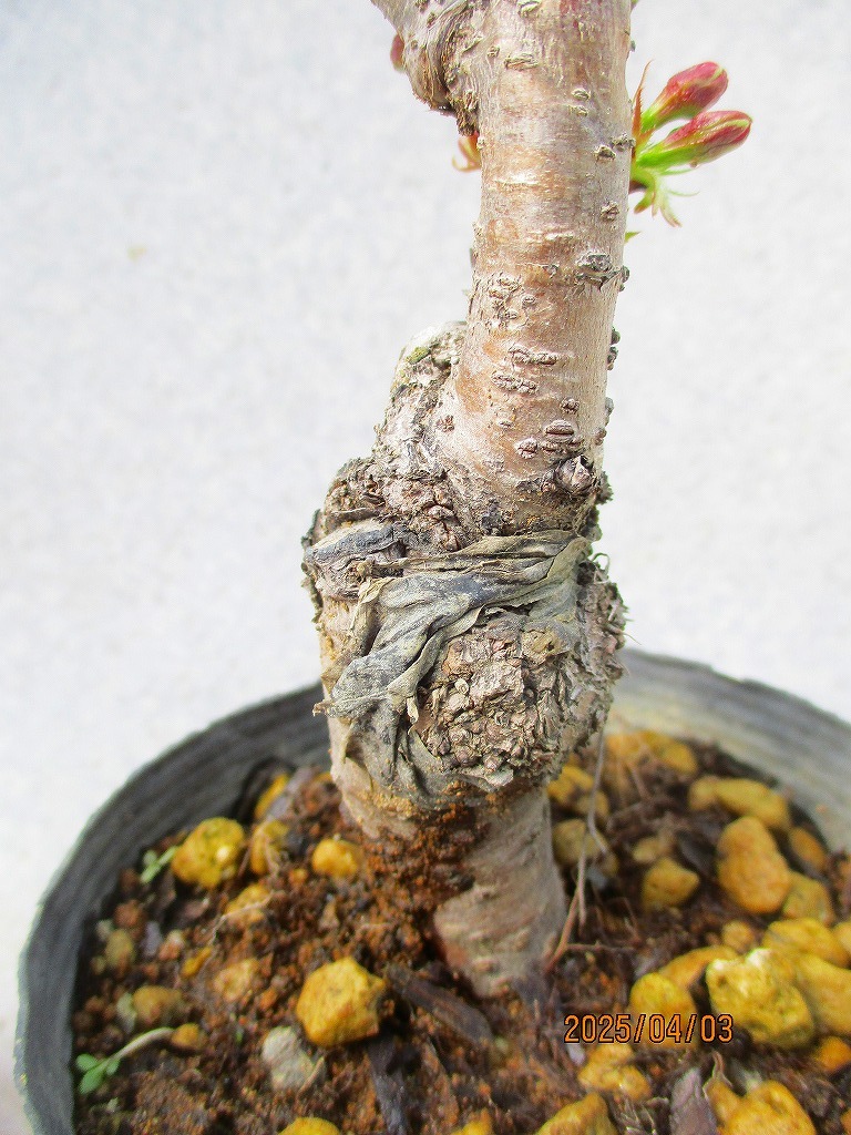 Yahoo!オークション - [讃岐屋緑兵衛] 旭山桜 4/3蕾～花変化想定 (4388...