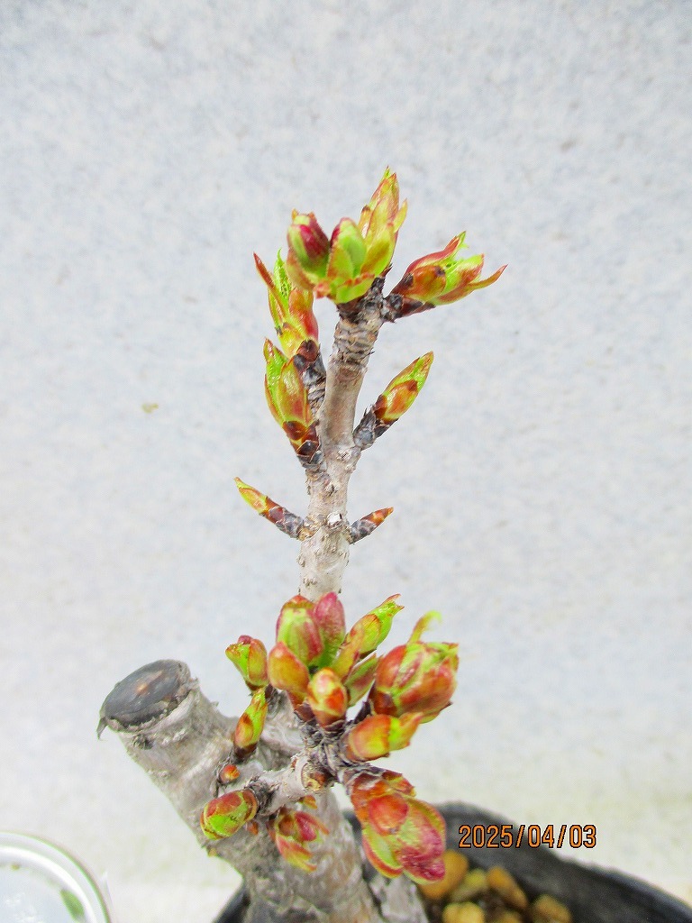 Yahoo!オークション - [讃岐屋緑兵衛] 旭山桜 4/3蕾～花変化想定 (4641...