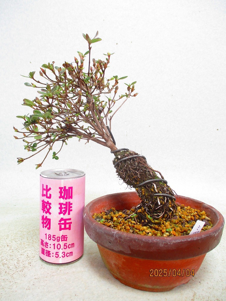 Yahoo!オークション - [讃岐屋緑兵衛]サツキ ミヤマの采(4743駄温鉢)全...