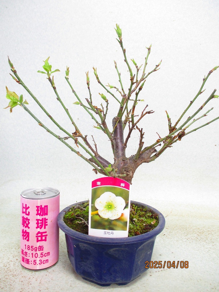 Yahoo!オークション - [讃岐屋緑兵衛]寒梅 玉牡丹(41107青丸プラ鉢)全...