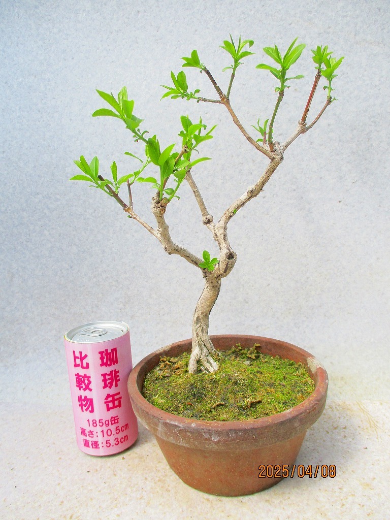 Yahoo!オークション - [讃岐屋緑兵衛]マユミ(41152駄温鉢)全高 34㎝ 同...