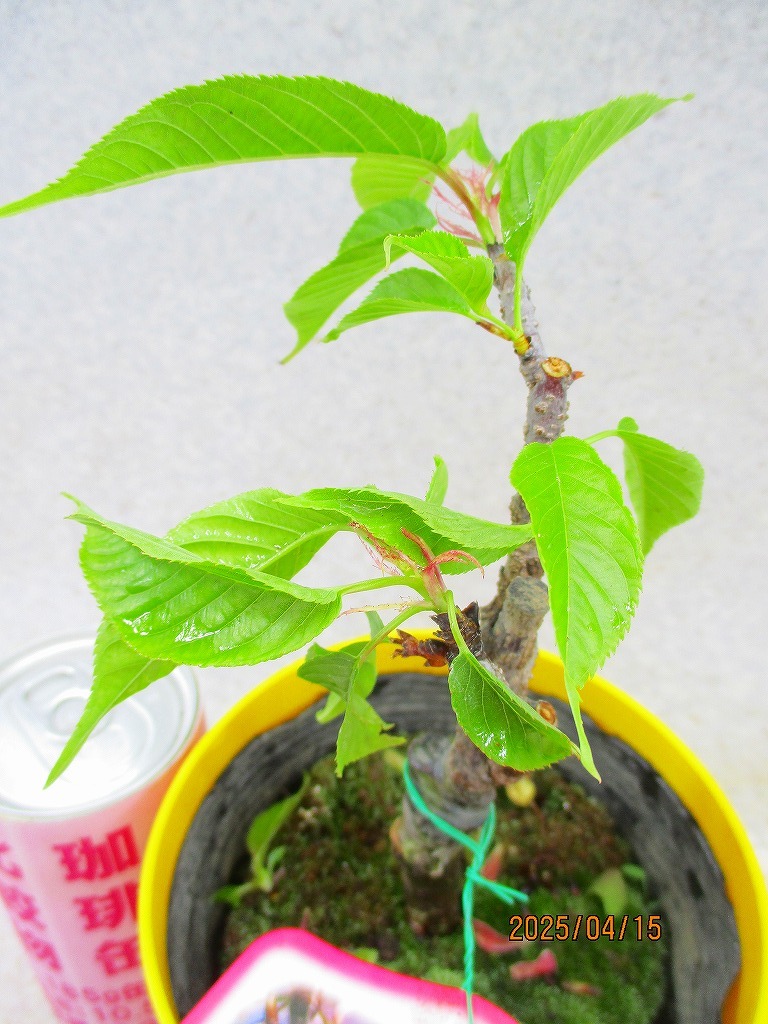 Yahoo!オークション - [讃岐屋緑兵衛] 河津桜 (41901)全高 24㎝ 同梱包...