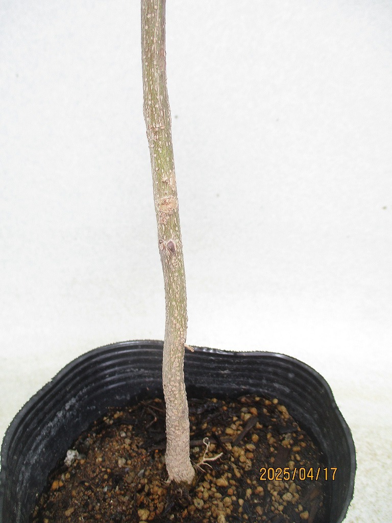 Yahoo!オークション - [讃岐屋緑兵衛] 華北山椒 (W42133)全高 45㎝ 同...