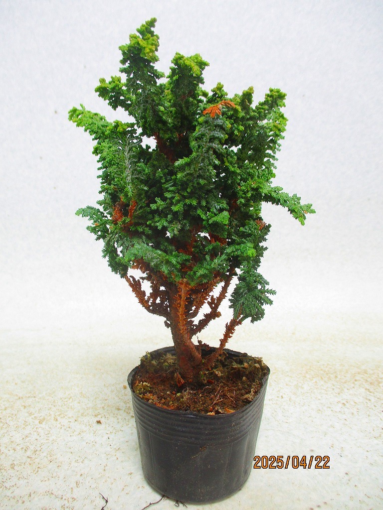 Yahoo!オークション - [讃岐屋緑兵衛] 石化ヒノキ 3点組 (42566)全高 2...