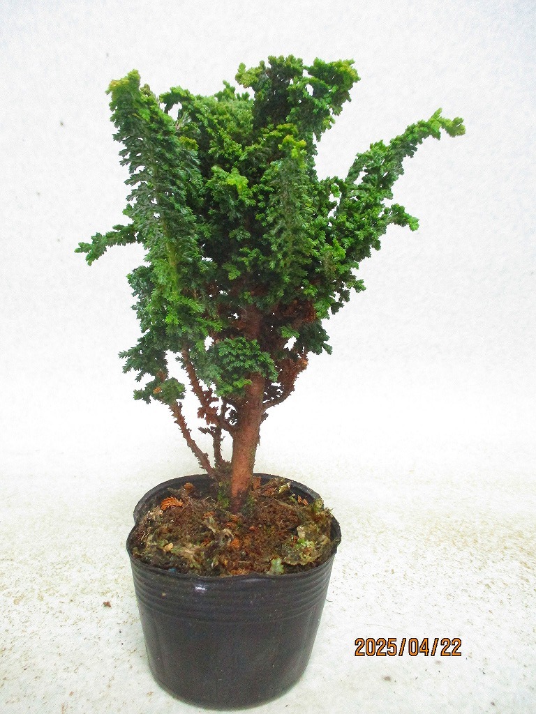 Yahoo!オークション - [讃岐屋緑兵衛] 石化ヒノキ 3点組 (42566)全高 2...