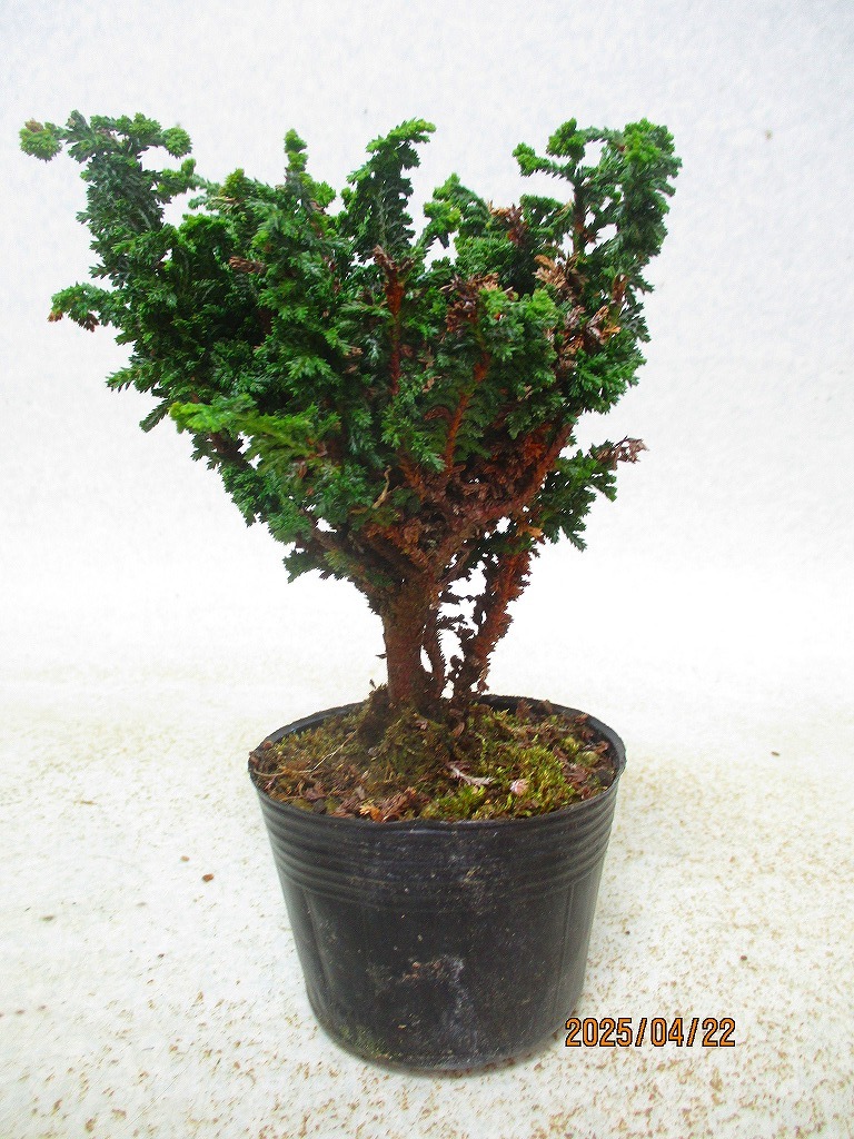 Yahoo!オークション - [讃岐屋緑兵衛] 石化ヒノキ 3点組 (42566)全高 2...