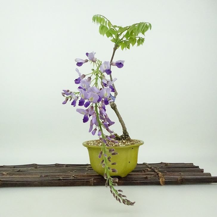 Yahoo!オークション - 盆栽 藤 樹高 約24cm ふじ Wisteria floribunda ...