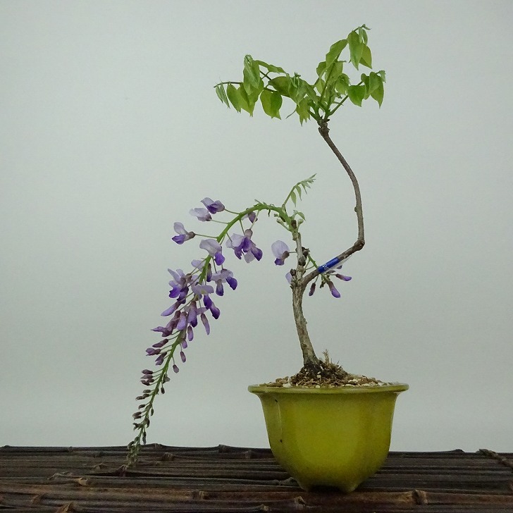 Yahoo!オークション - 盆栽 藤 樹高 約24cm ふじ Wisteria floribunda ...