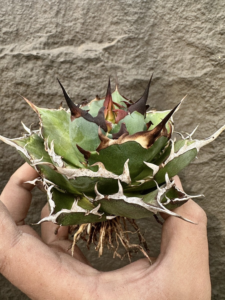 Yahoo!オークション - OS 703 アガベ チタノタ ハデス Hades 黒帝斯 恐...