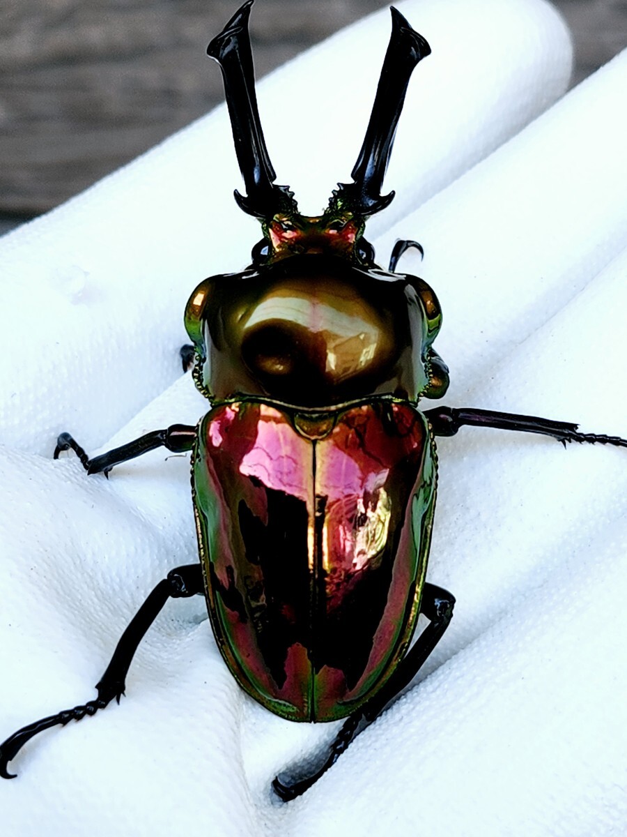 Yahoo!オークション - 【radiant】本家RTNニジイロピカール♂6♀2 証明...