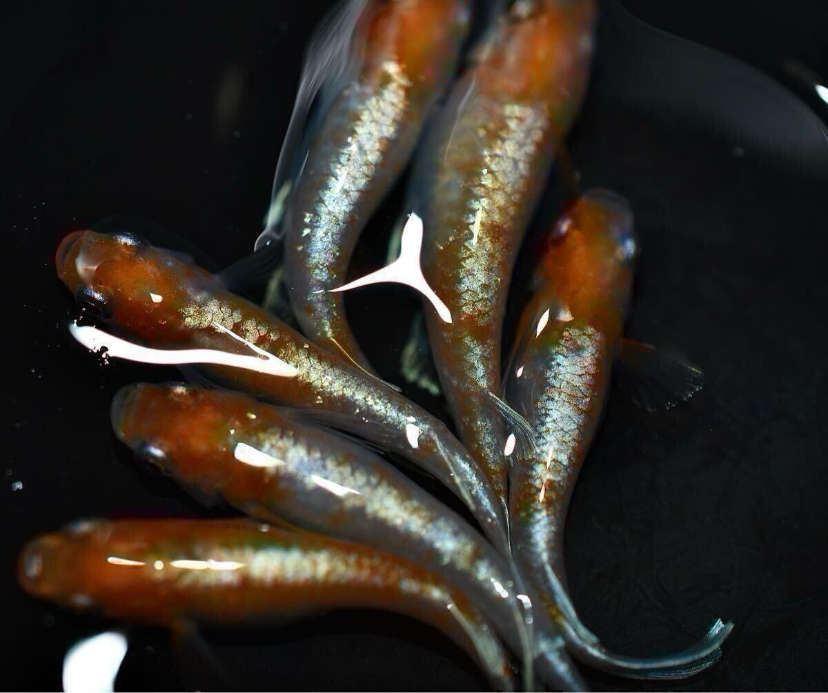 Yahoo!オークション - 【上州・貴めだか 】極上 『エンペラー 紅白』有...