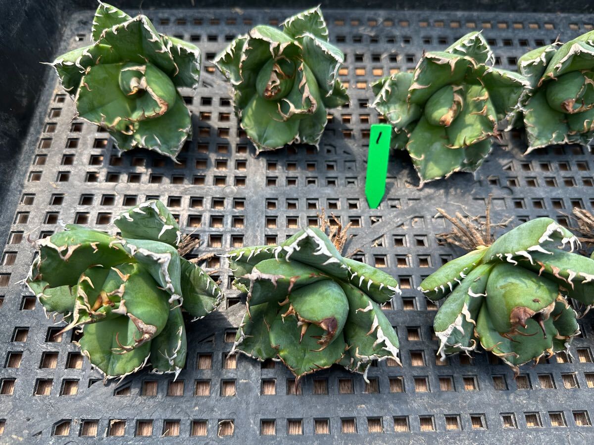 Yahoo!オークション - 【FJ Agave】 DR1-10アガベ 魔丸 極上株 品種保...