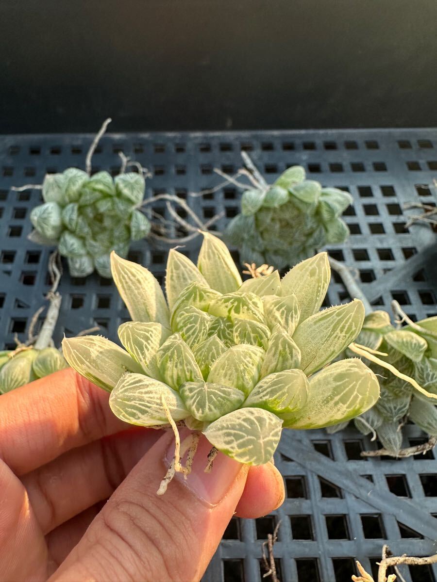 Yahoo!オークション - 【FJ Agave】DY3-2多肉植物 ハオルチア 白斑玉露...