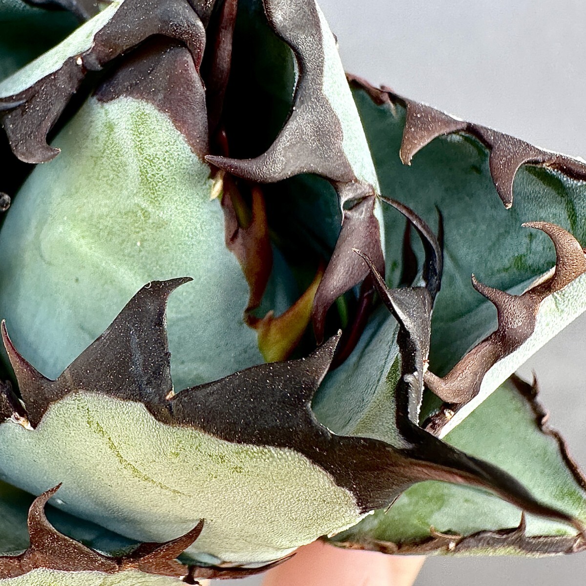 Yahoo!オークション - 【MCGRADY-PLANTS】J303アガベ チタノタ BB ブラ...