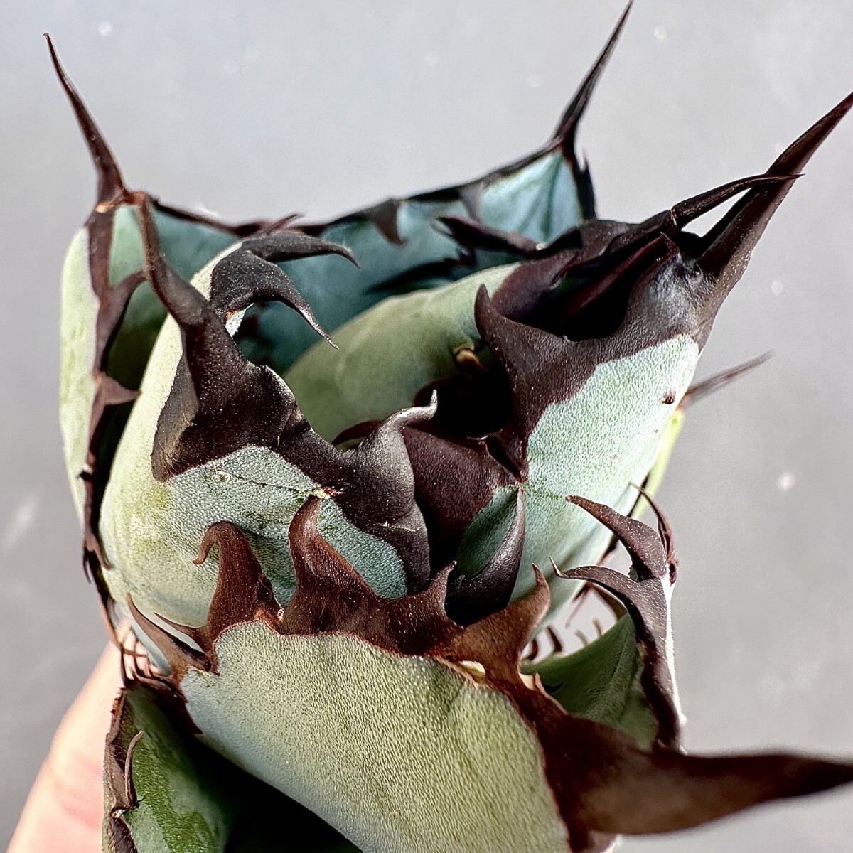 Yahoo!オークション - 【MCGRADY-PLANTS】J303アガベ チタノタ BB ブラ...