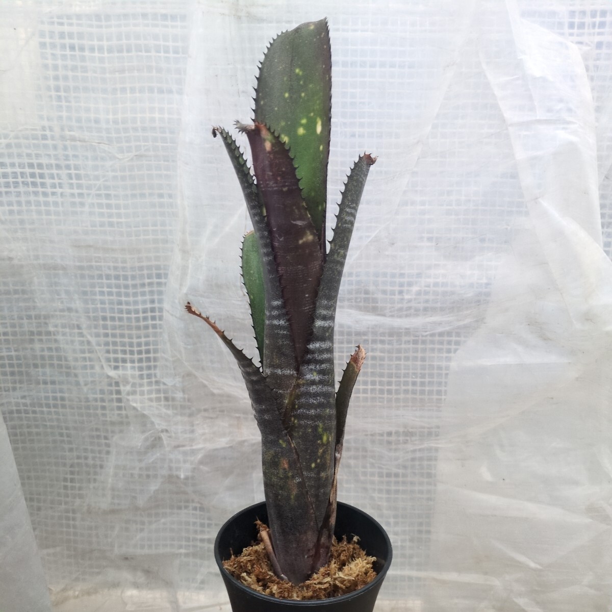 Yahoo!オークション - g0 Billbergia Obi wan ビルベルギア オビワン