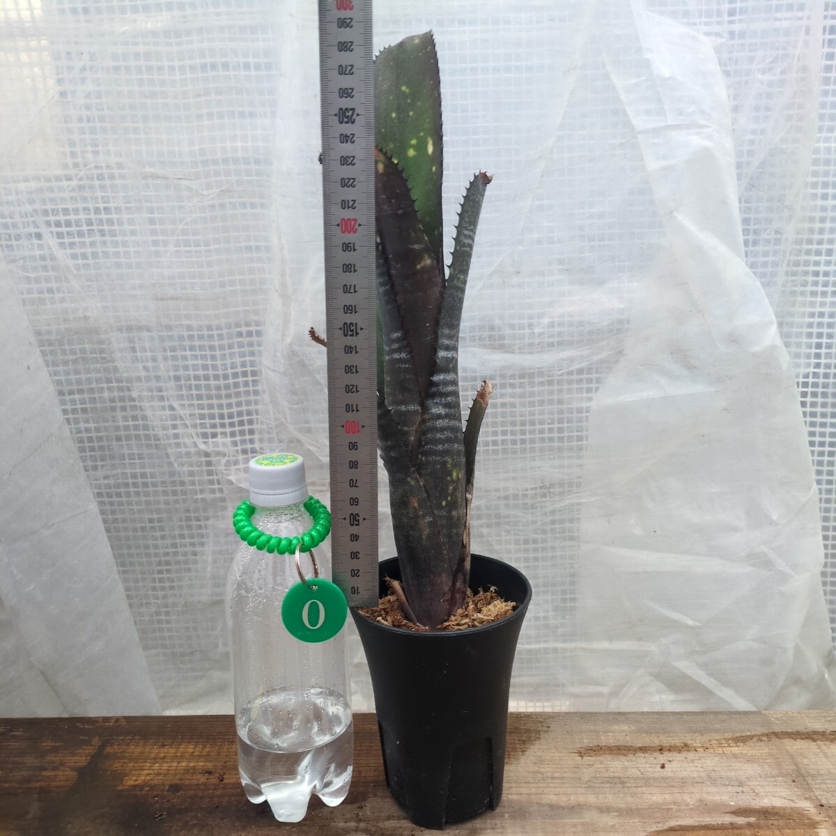 Yahoo!オークション - g0 Billbergia Obi wan ビルベルギア オビワン