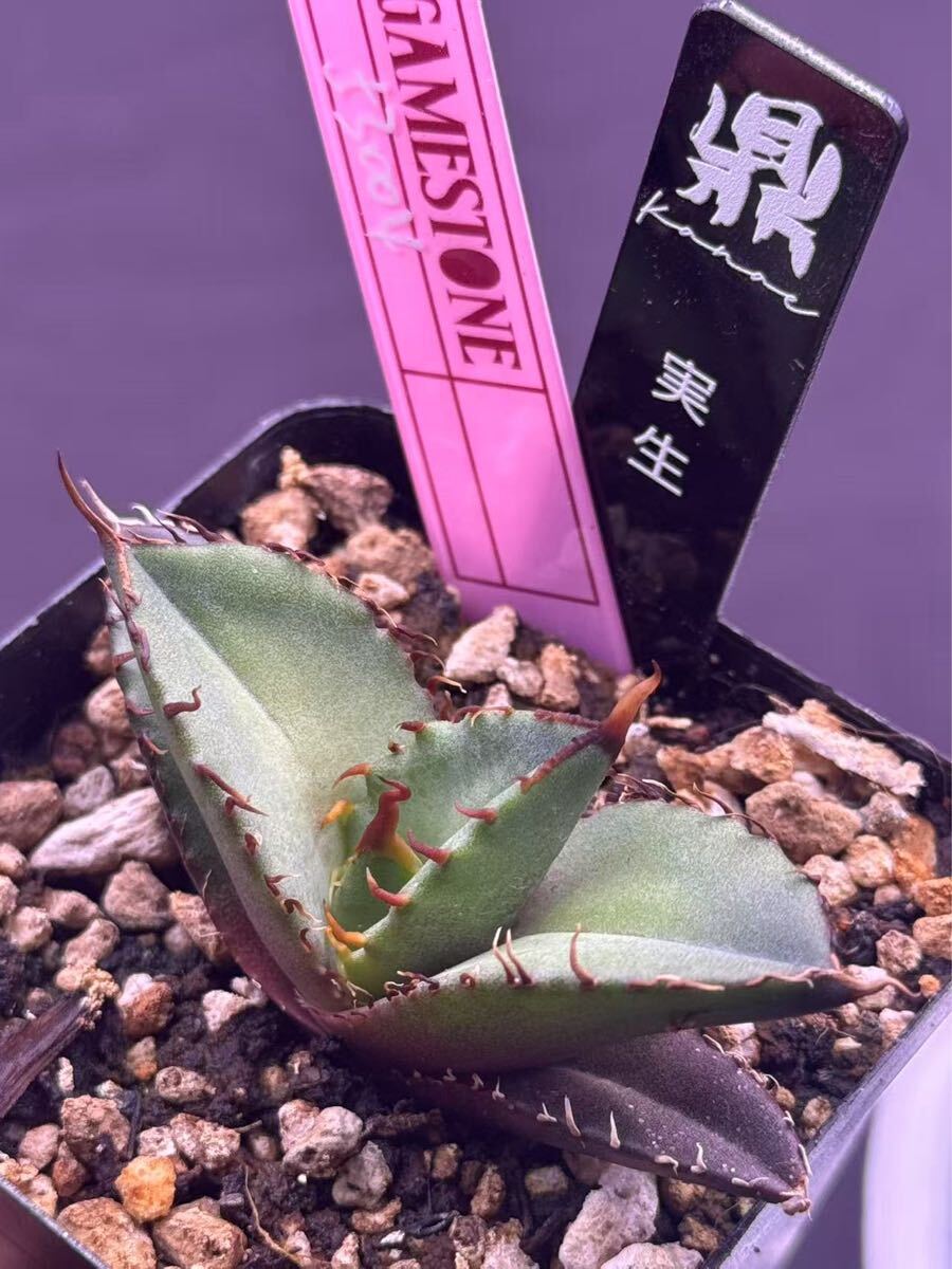 Yahoo!オークション - 53004【kanae】Gamestone選抜 アガベ 【実生オテ...