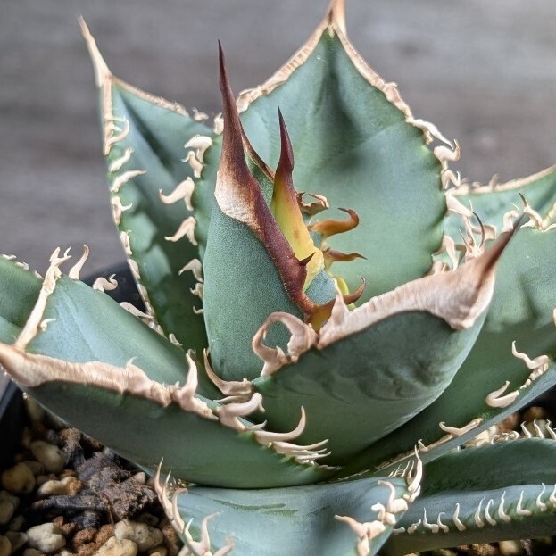 Yahoo!オークション - 選抜A152 アガベ オテロイ実生 チタノタ オテロ...