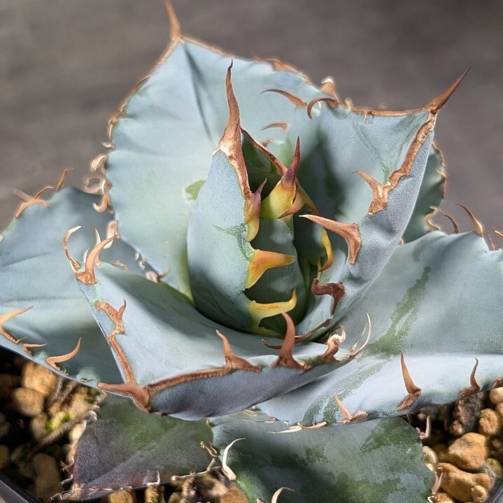 Yahoo!オークション - 選抜A159 チタノタブルー実生 選抜 チタノタ オ...