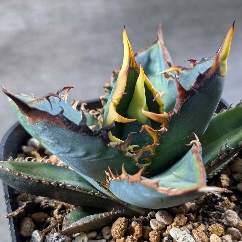 Yahoo!オークション - 選抜A155 アガベ オテロイ実生 選抜 チタノタ オ...